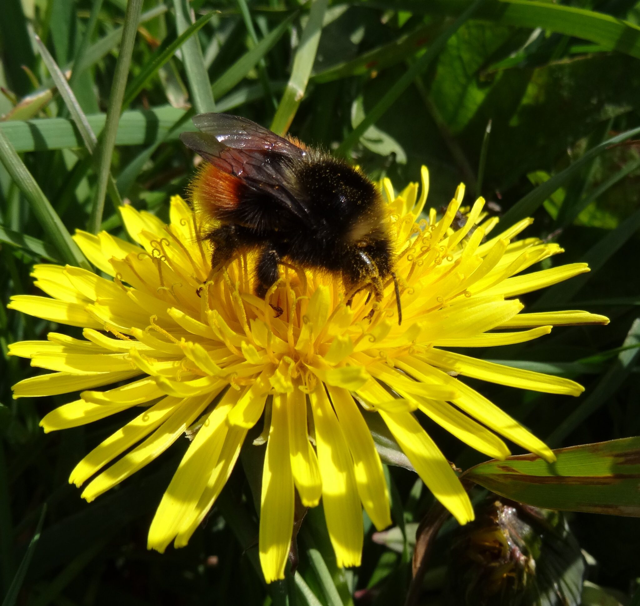 Bees need weeds: how station groups can help the bumblebees this summer ...